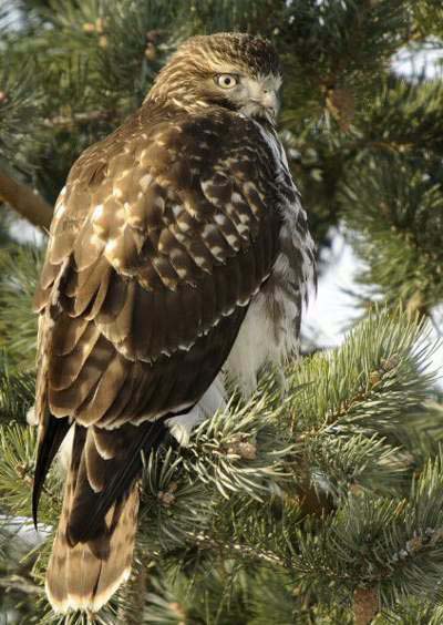 Buse à queue rousse